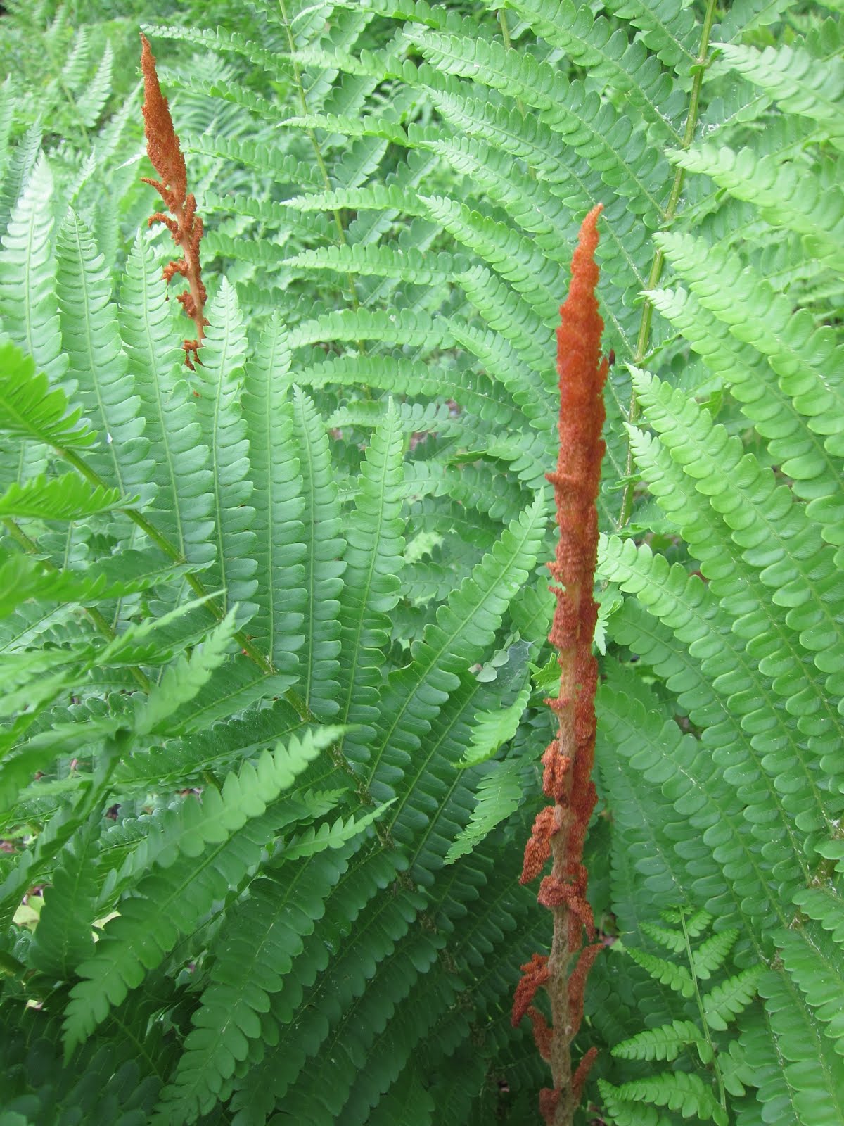 furthermore, flask: leaf morphology