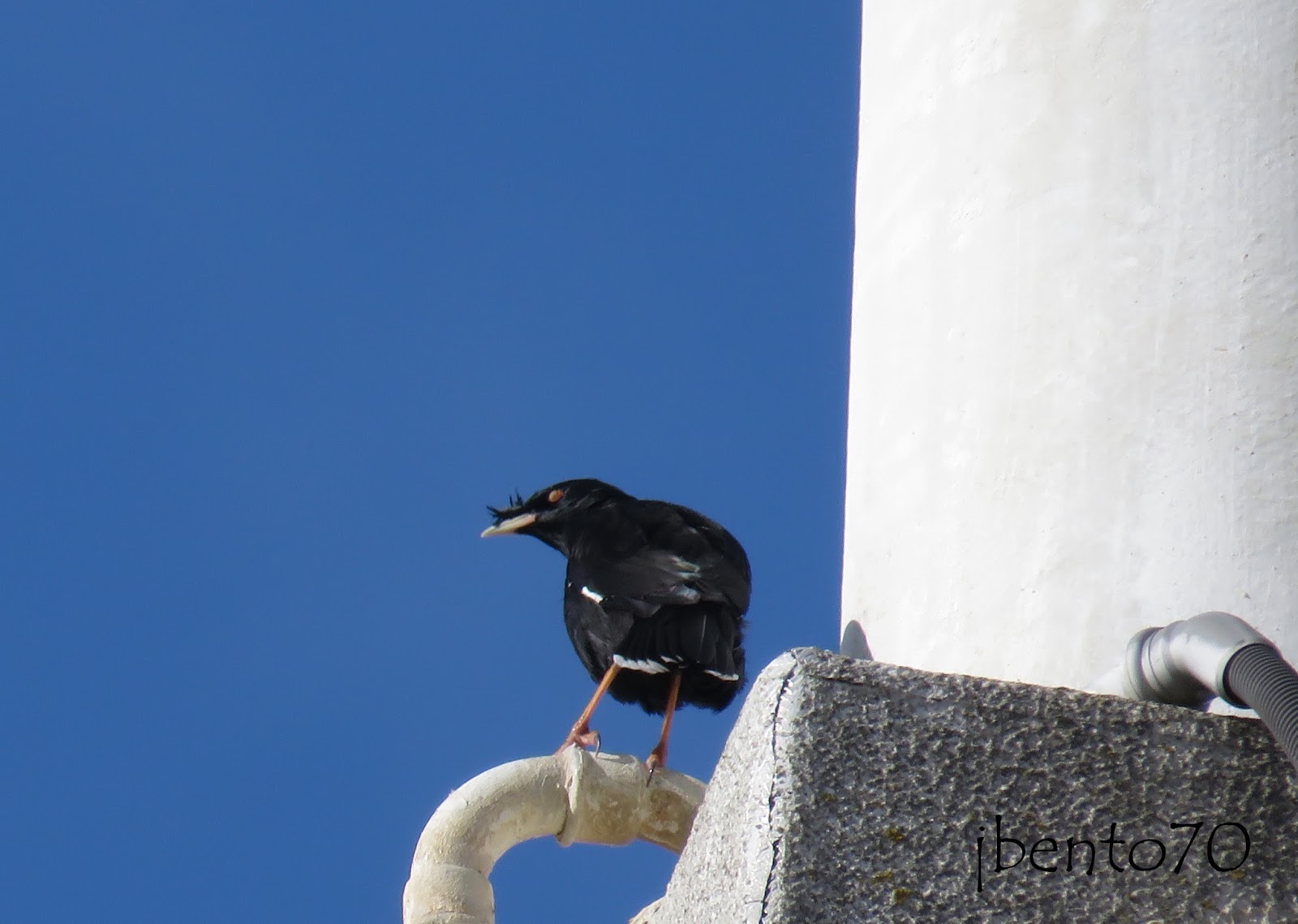 Birding Cascais: Mainato-de-poupa / Crested Myna (Acridotheres ...