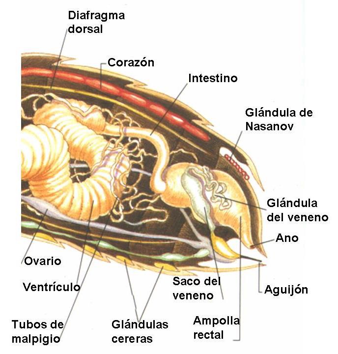 CORONA APICULTORES: ANATOMÍA INTERNA DE LA ABEJA