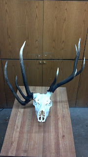 All Seasons Taxidermy: European mounts
