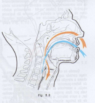 Plantando Ciência: Sistema Respiratório