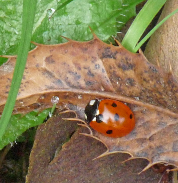 Wild and Wonderful: Ladybird Alert (8): More 7-Spots