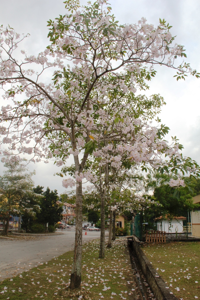 On The Green Side Of Life: Tabebuia Rosea - Almost Like A Cherry ...