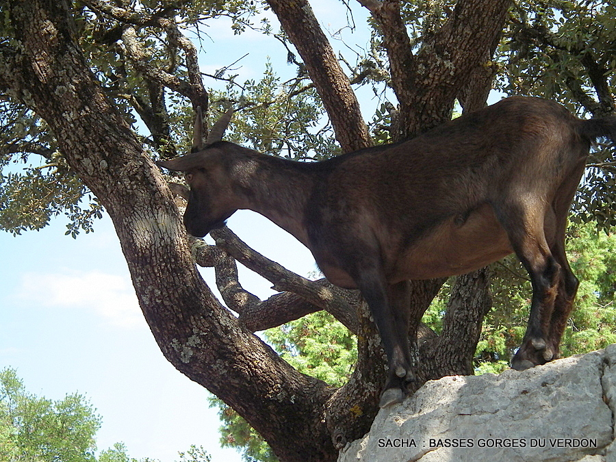 Un jour....Une photo !: Chèvres de Rove " Chapelle Ste Maxime Basses ...
