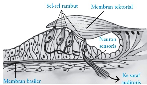 Fungsi Telinga Manusia : Struktur Anatomi Bagian Cara Kerja:blog info