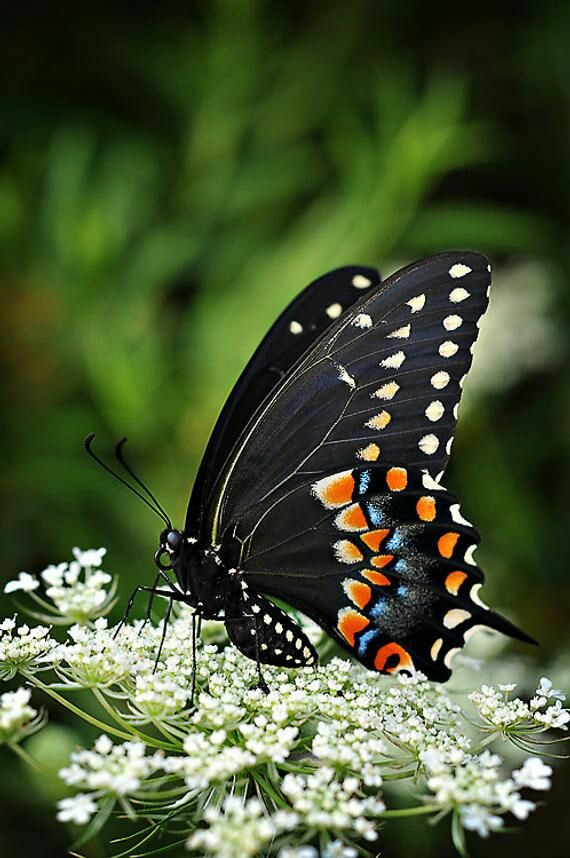 Beautiful Butterfly