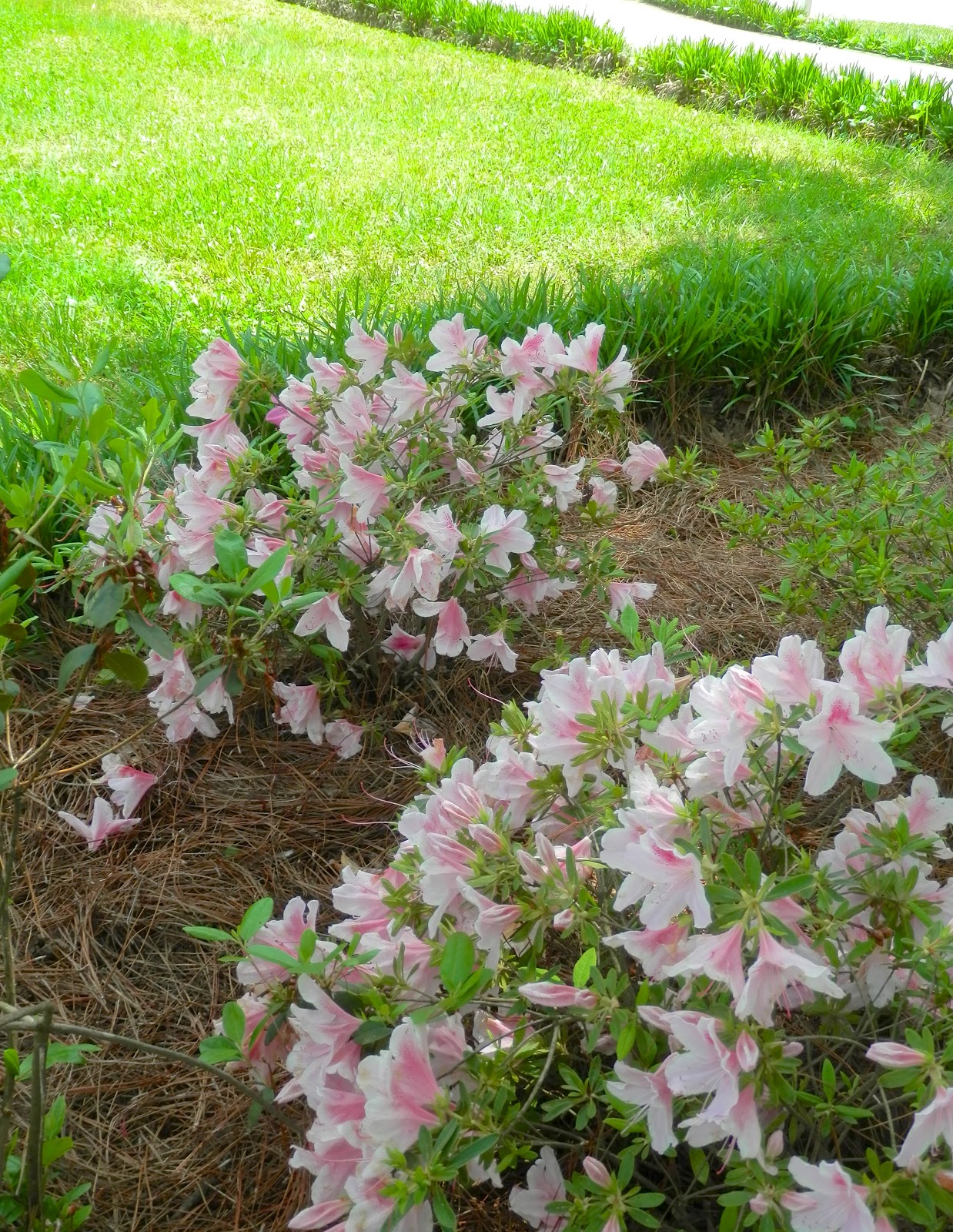 Dosanko in the South: George Tabor Azalea