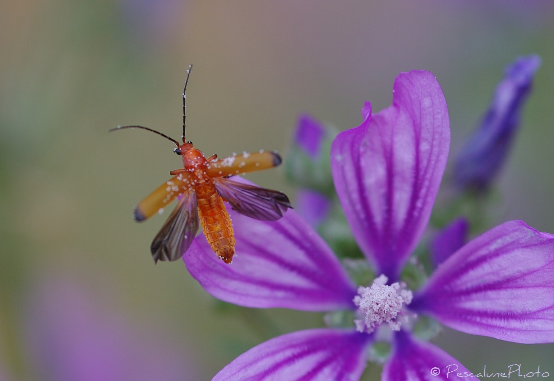 Pescalune Photo: Télephore fauve (Rhagonycha fulva), Common Red Soldier ...