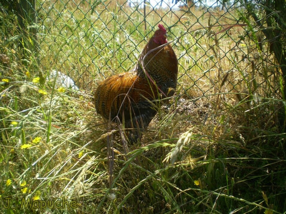 La kollonka, Ketro y "Criolla Mapuche"