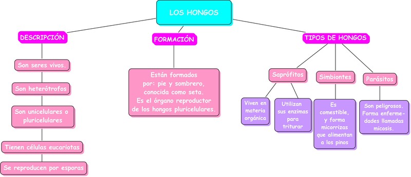 Naturales en el Álvar: Los hongos