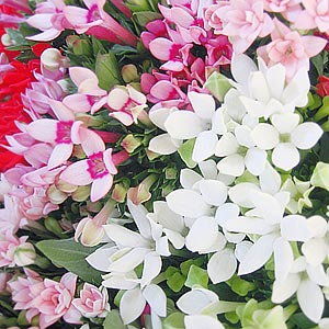 Beauty Of Flowers: Bouvardia