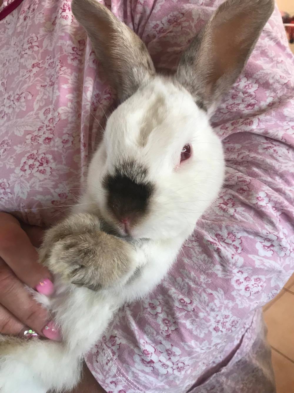 Rabbit Rescue Sanctuary: HIMALAYAN BOY RABBIT FOR ADOPTION