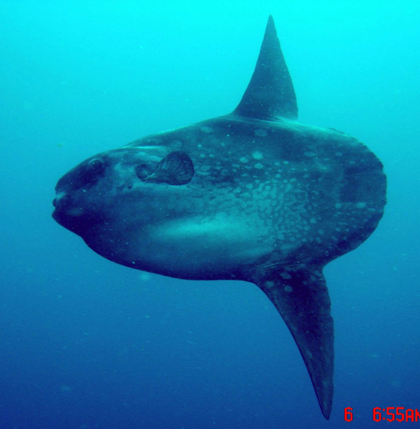 AMED SCUBA BALI DIVING CENTER # FOR THE LOVE OF DIVING: Nusa Penida ...