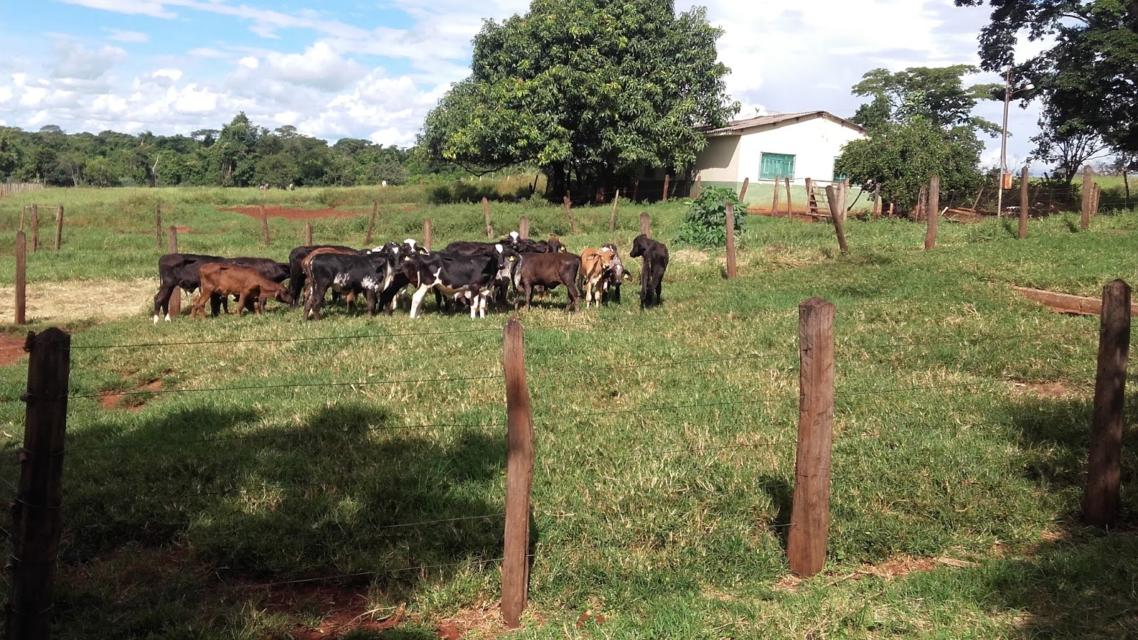 PRODUÇÃO DE RUMINANTES 2017: Setores de Produção de Ruminantes do IFTM ...