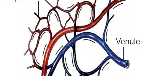 SCIENCE NOTES: Blood Vessels