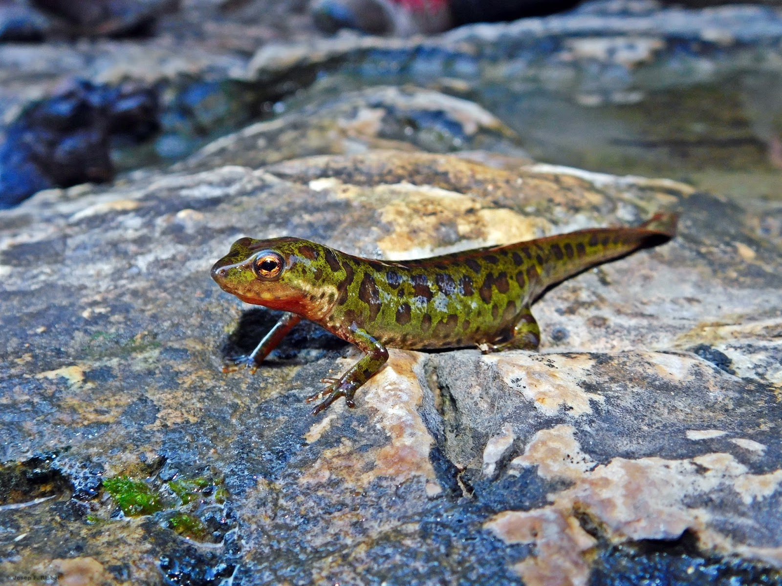 Sargantanes i Dragons: Triturus pygmaeus - Tritó pigmeu