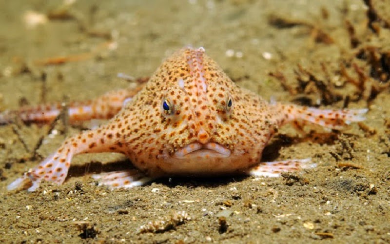 Pez rosa con manos - Imagui