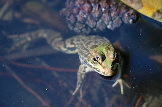 Of frogs (Plaka-Antimachia) |Discovering Kos and the surrounding islands