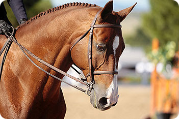 The Willow Wood Relief Society: Powerful Promises of the Book of Mormon