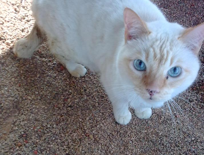 mispequeñosgigantesde4patas-2: ADOPTADO-COPITO, GATO DE 17 AÑOS QUE ...