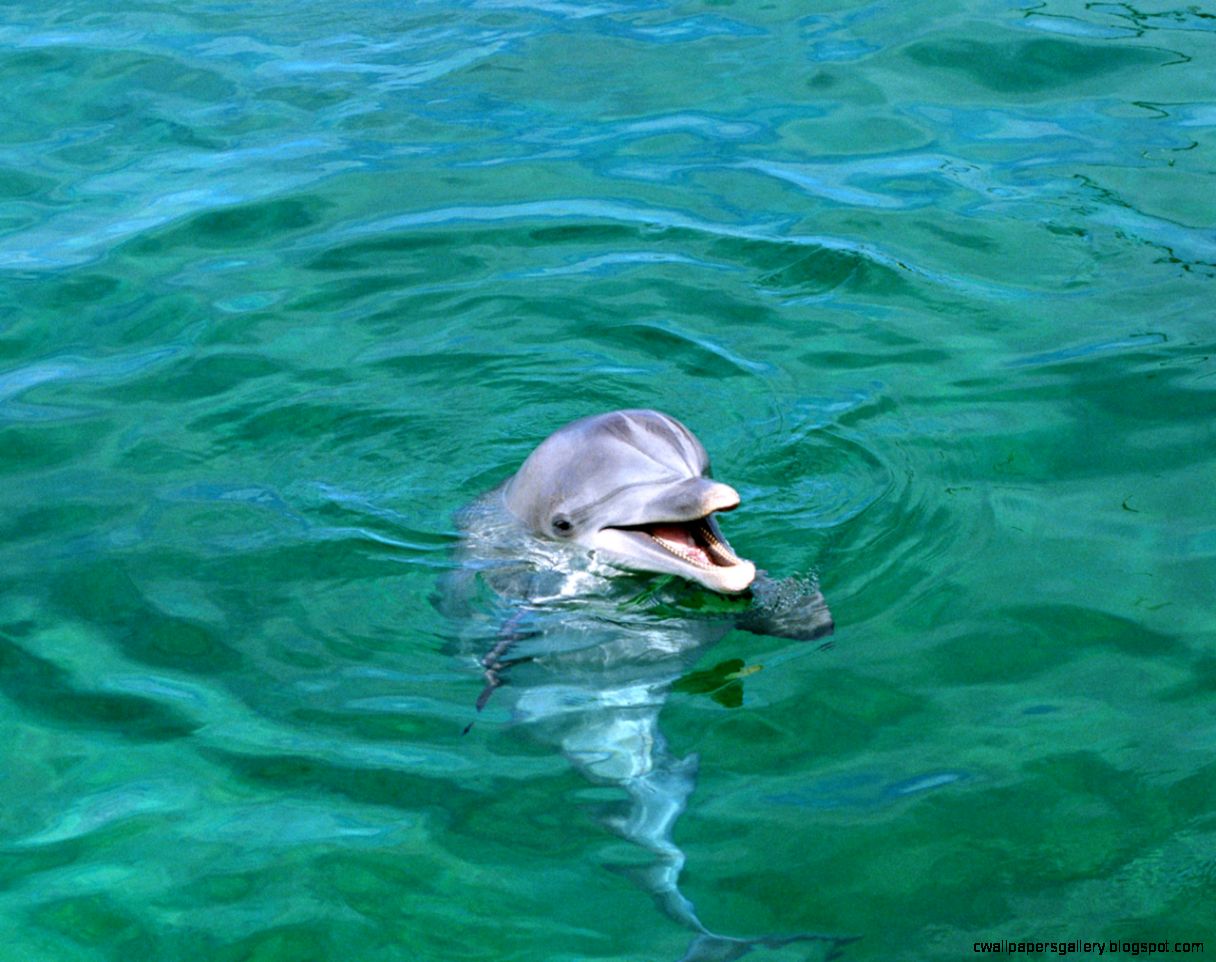 Really Cute Baby Dolphins | Wallpapers Gallery