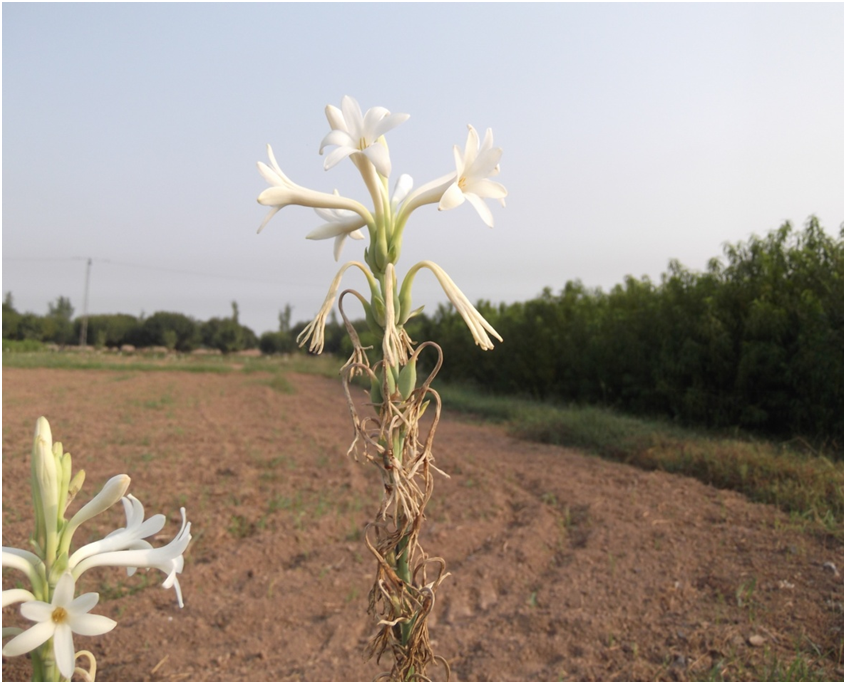 Tuberose - General Agriculture