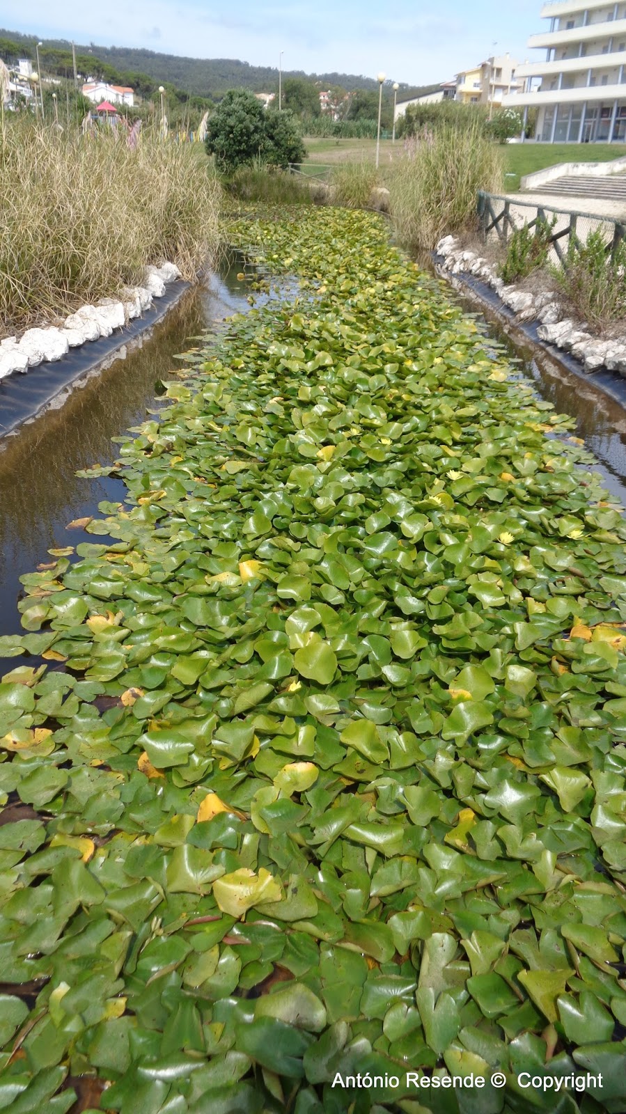 A U T O C A R A V A N A: desculpas pelo incómodo