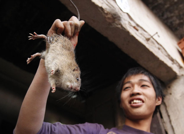 Blog Por Simas: MERCADO NO VIETNÃ VENDE RATO COMO COMIDA