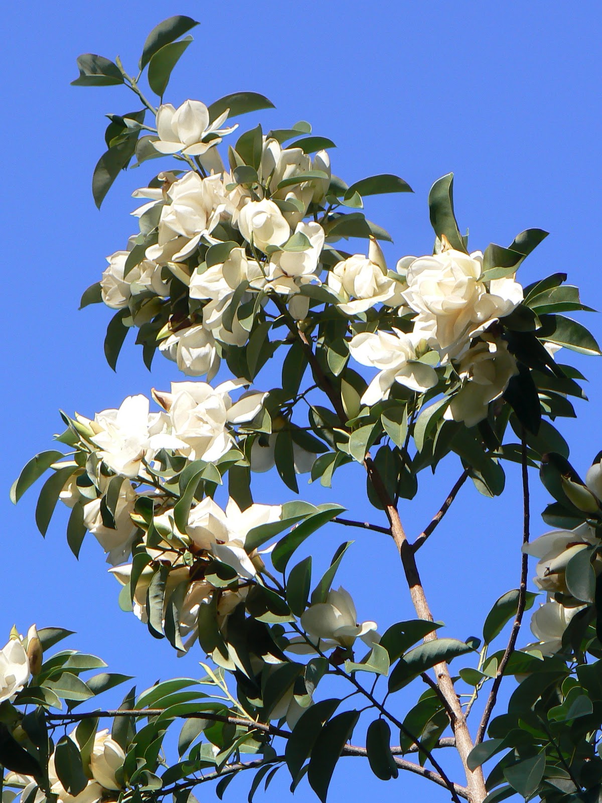 Garden Photo Today: Michelia maudiae - splendid, if a bit early