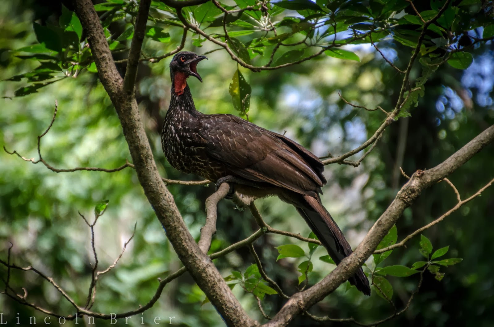 Pássaro Jacu | NA BUSCA DO FOCO
