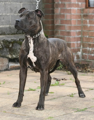 Dogs Info: Alaunt