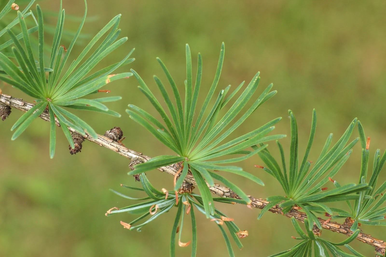 Trees Planet: Larix kaempferi - Japanese Larch