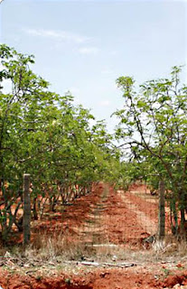 MIRACAL TREE (kamalongay): Mircale Tree (MORINGA or KAMALONGAY)