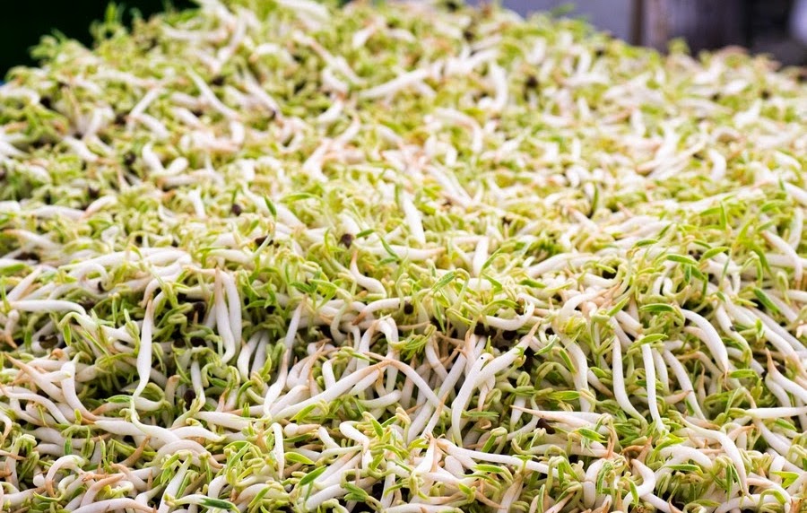 BUDIDAYA TANAMAN TOGE