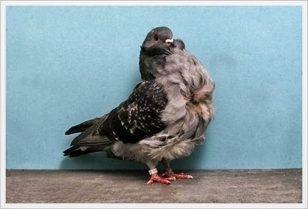 CooL PiGeons Breed - Musmech