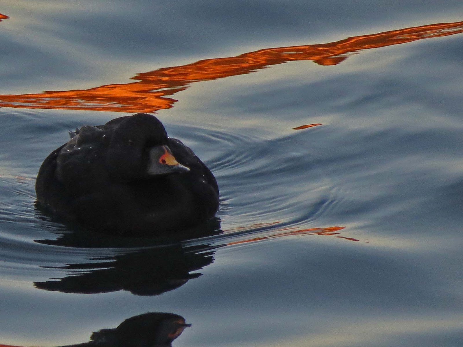 EXTREME BIRDWATCHING: NEGRÓN COMÚN (Melanitta nigra)