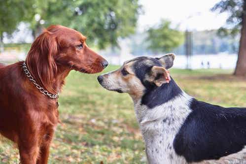 Sophie's Circle Pet Food Pantry and Animal Rescue