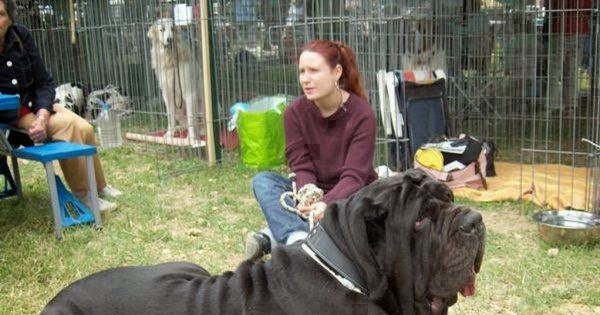 NAIJA PETS: WHAT DO YOU KNOW ABOUT ENGLISH MASTIFF