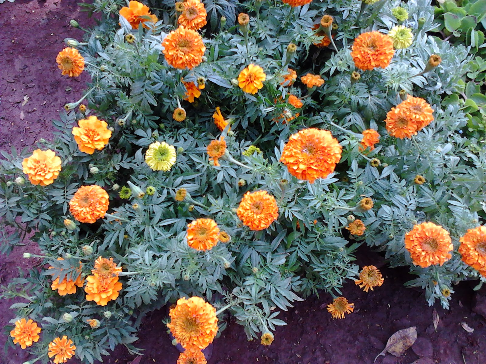 Garden Care Simplified: How to make your own flower arrangements and ...