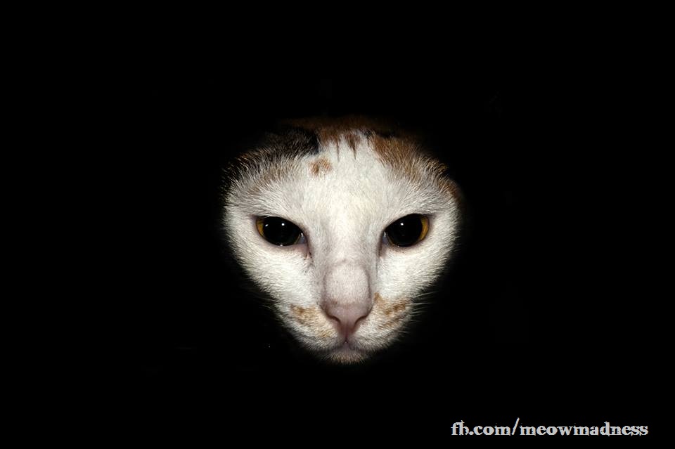 爱猫成痴俱乐部 Meow Madness