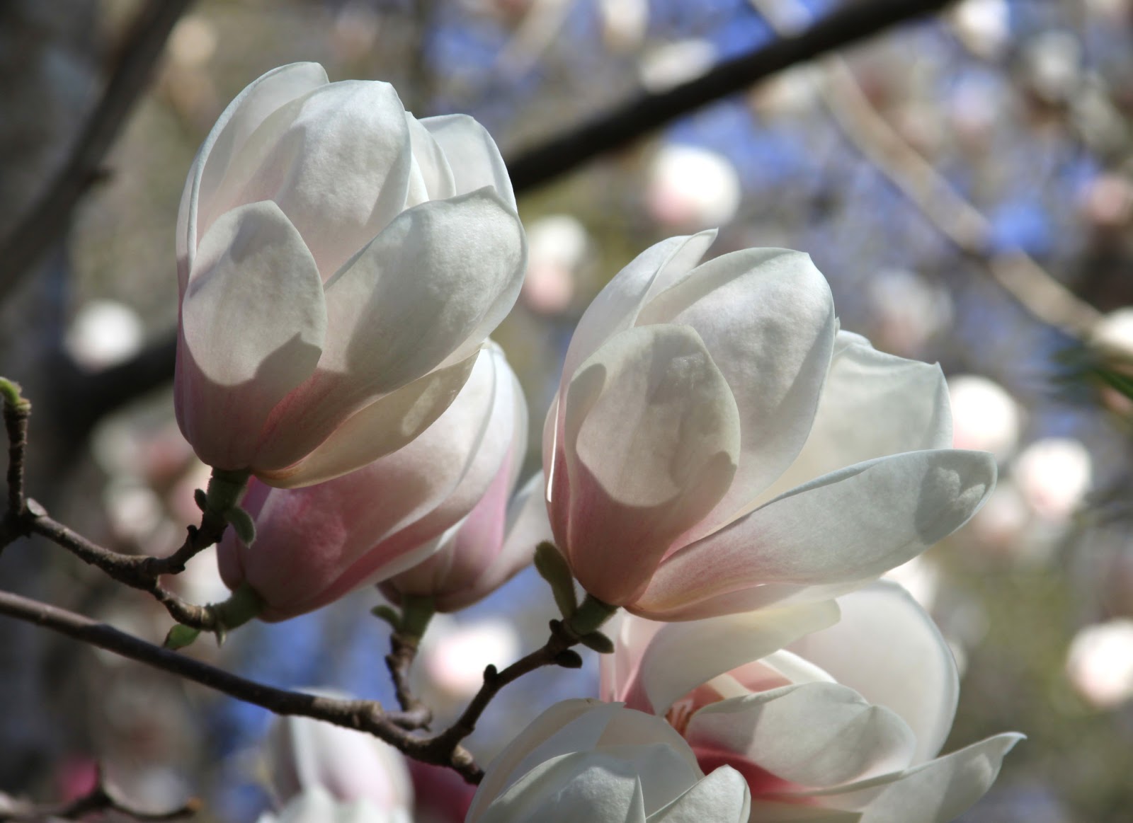 Sweet Southern Days: Japanese Magnolia Blossoms