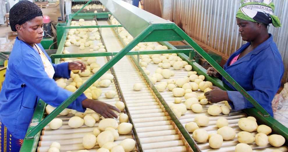 Local potato farmers in turf war