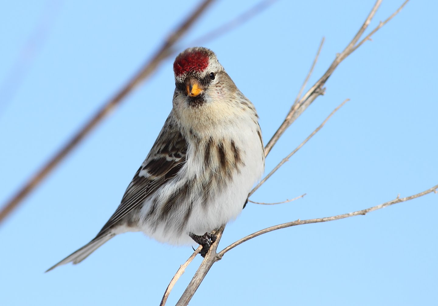 Ann Brokelman Photography: Common Redpoll - Male and Female March 1, 2011