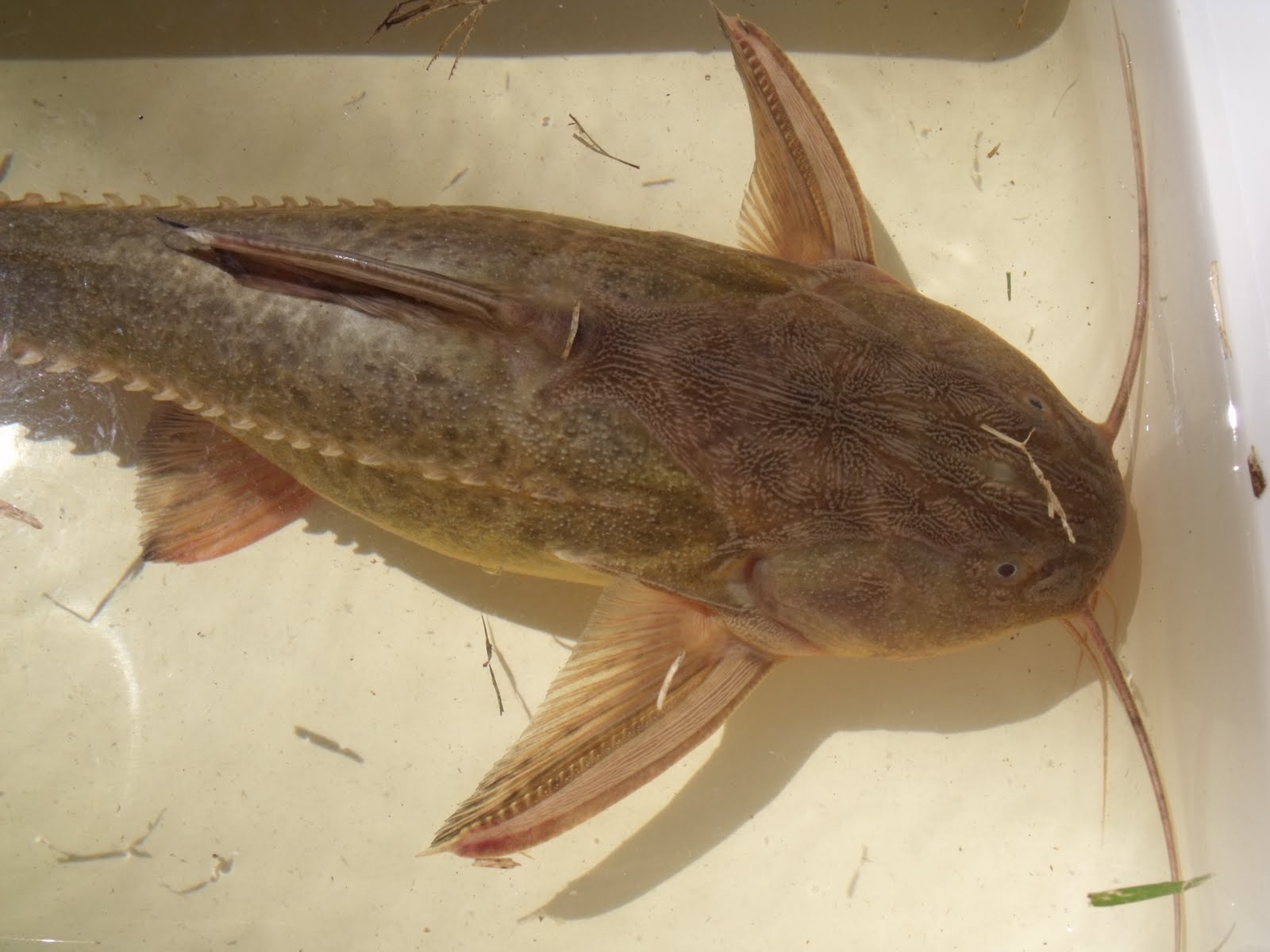 NATURALEZA Y CULTURA: El Armado