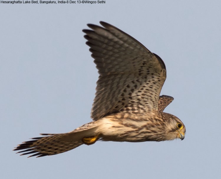 Indian Birds Photography: (delhibirdpix) South India Trip-Hesserghatta ...