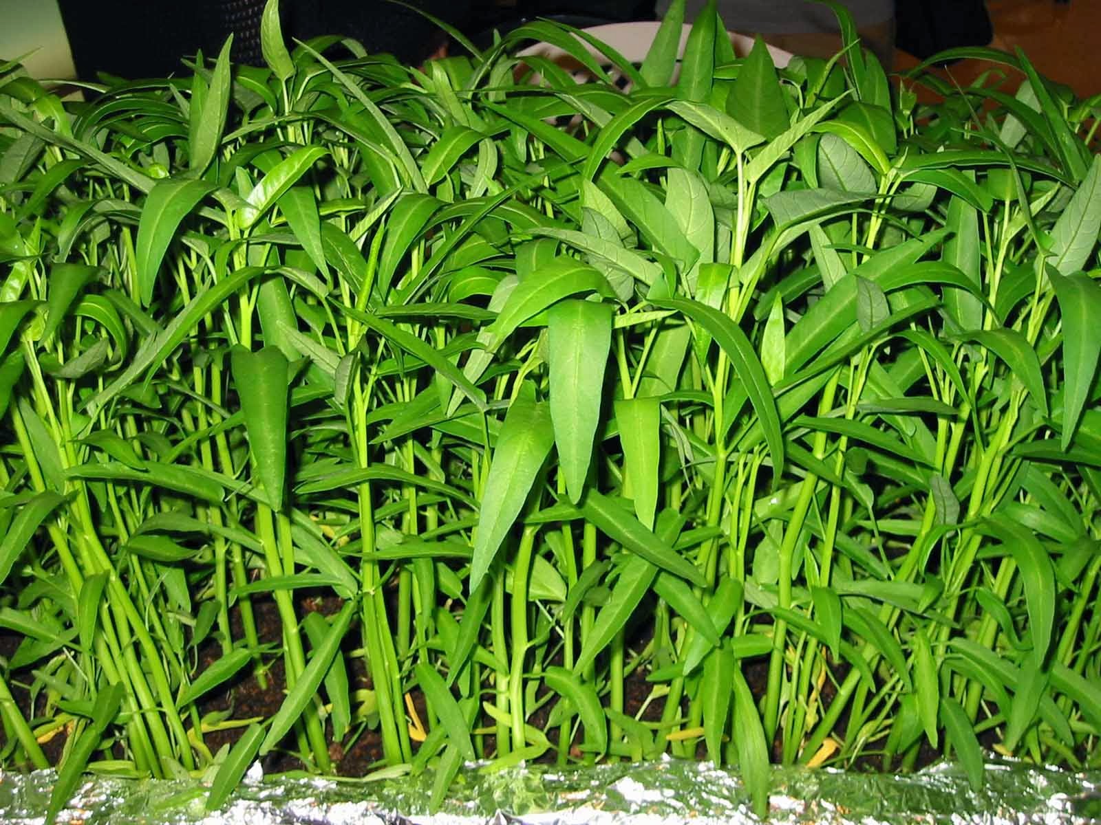 7 Khasiat Sayur Kangkung Infokasi