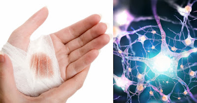 10th International Tissue Repair and Regeneration Congress