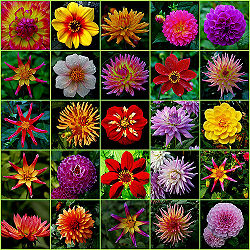 Dahlia full hd wallpaper 100% HD desktop images