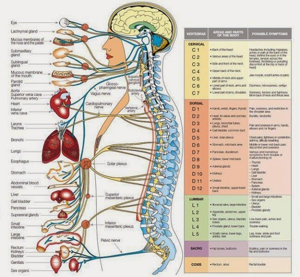 Biologi: Sistem Koordinasi : Saraf