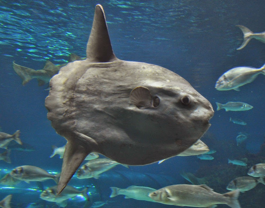 ZOOTOGRAFIANDO (MI COLECCIÓN DE FOTOS DE ANIMALES): PEZ LUNA (Mola mola)